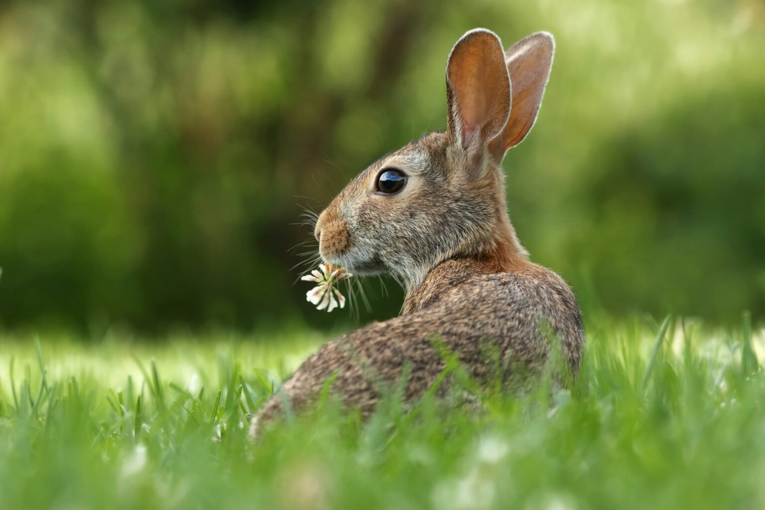 Science Selective: Rabbit, Guinea Pig, Rat, Hamster & Chinchilla Food